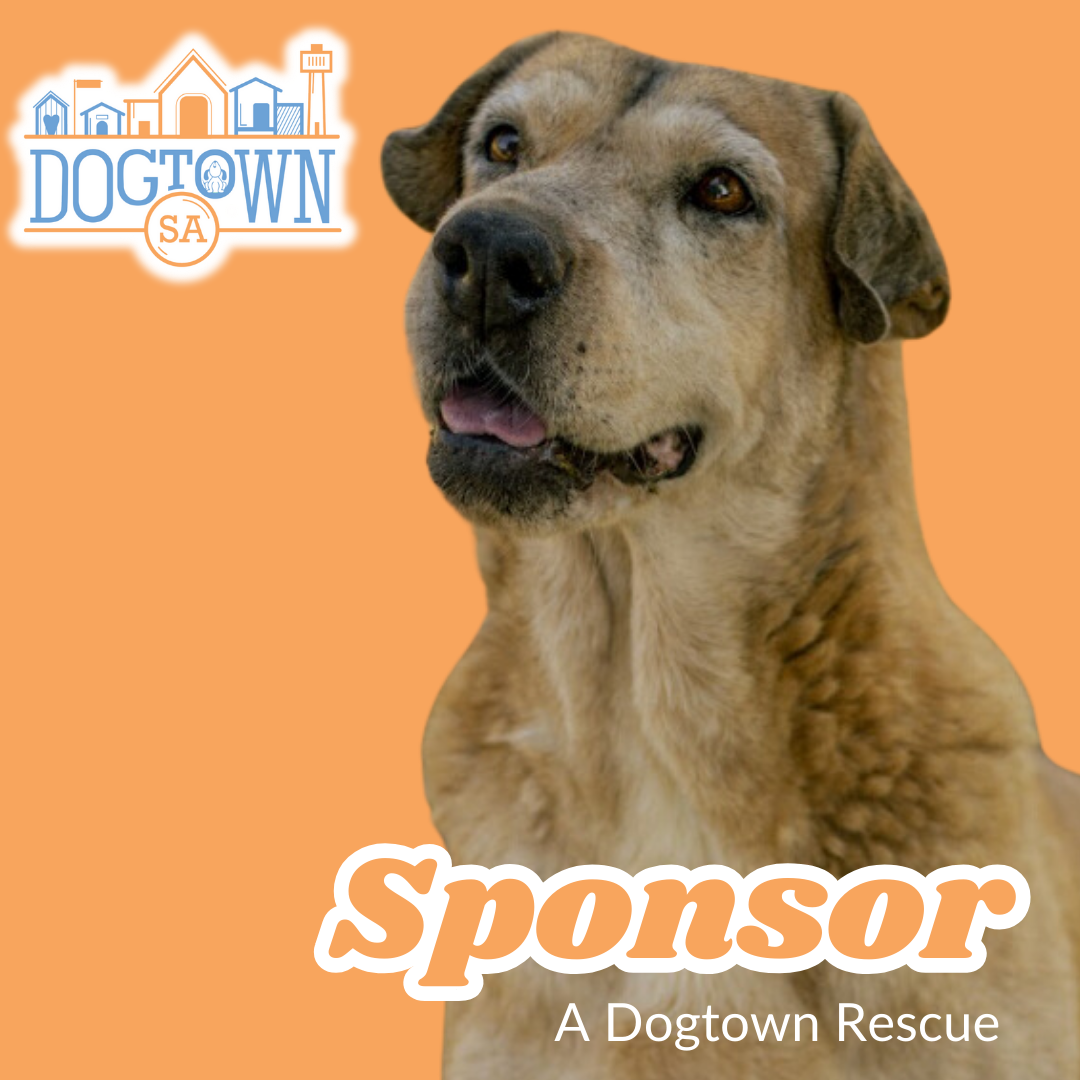 Sponsor a Dog – dogtownshop.org