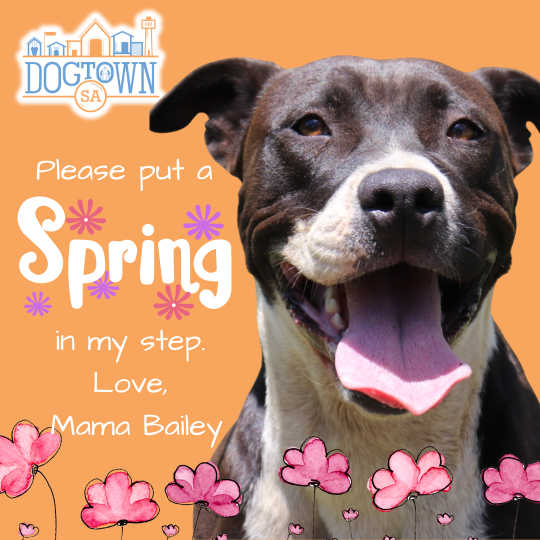 Put a Spring in Their Step – dogtownshop.org